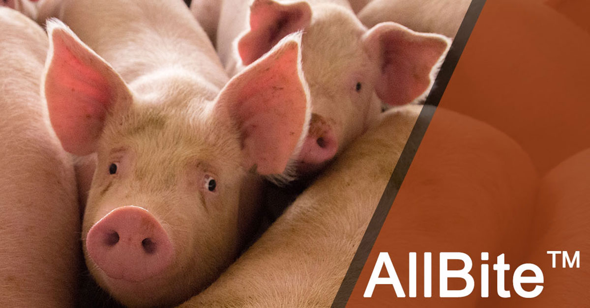 Tail-biting in pigs: Why AllBite is the answer | Hubbard Feeds