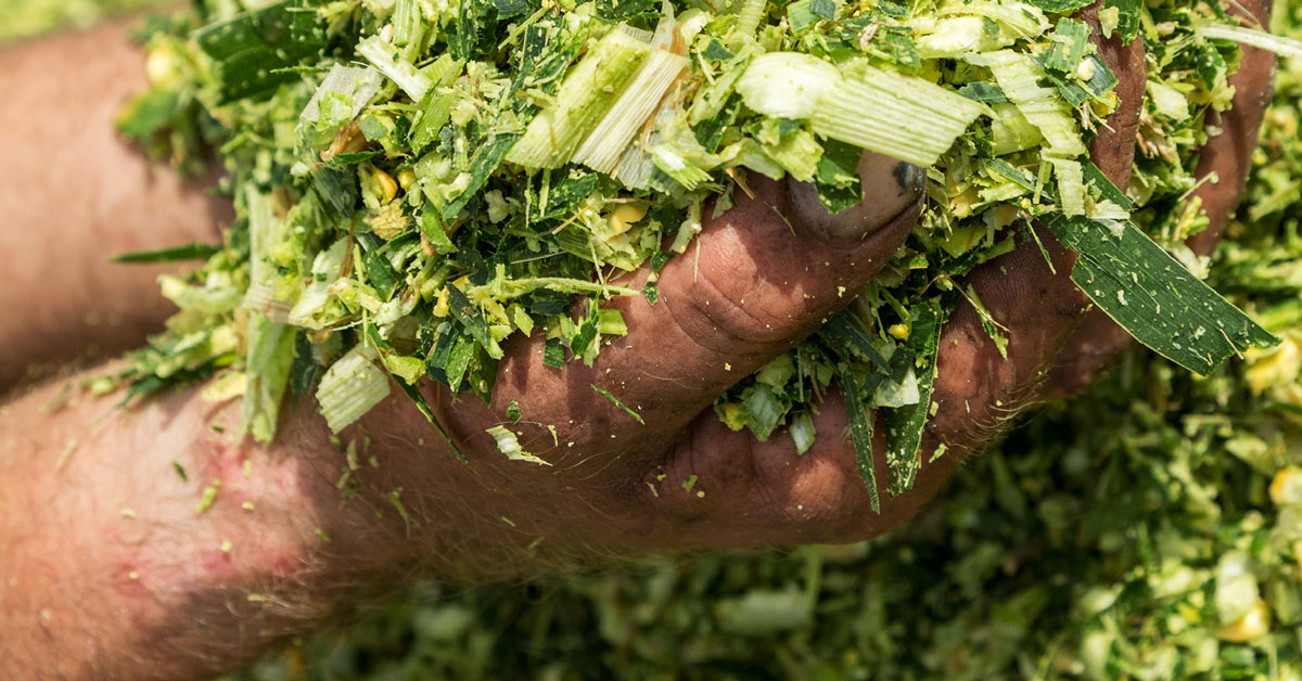 Forage-focused: Evaluating fiber and its impact on feed efficiency ...