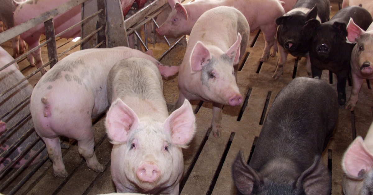 Considerations for split-sex feeding | Hubbard Feeds