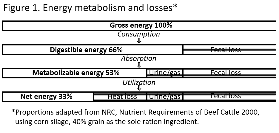 Towards A Better Understanding Of Energy Nutrition Hubbard Feeds