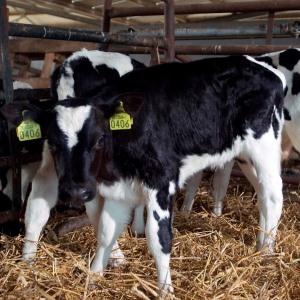 Calf Success: What you need to know about electrolyte therapy in young ...