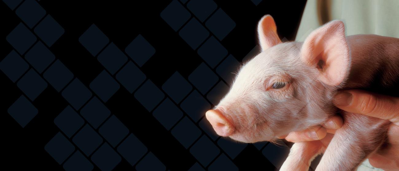 Home | Hubbard Feeds